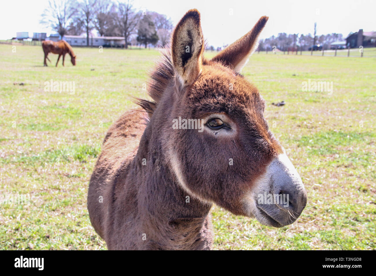 Sleepy donkey hi-res stock photography and images - Alamy