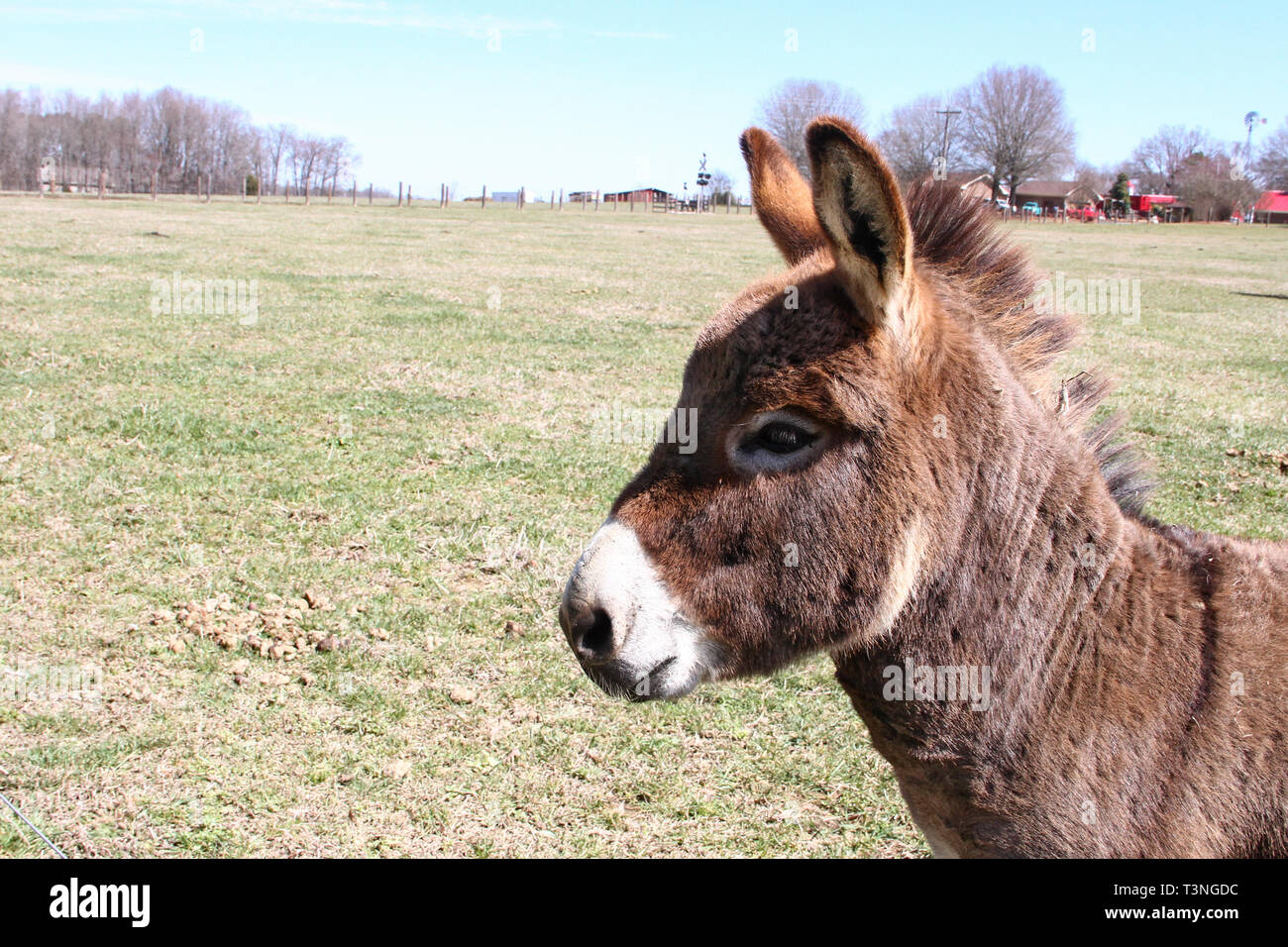 Sleepy donkey hi-res stock photography and images - Alamy