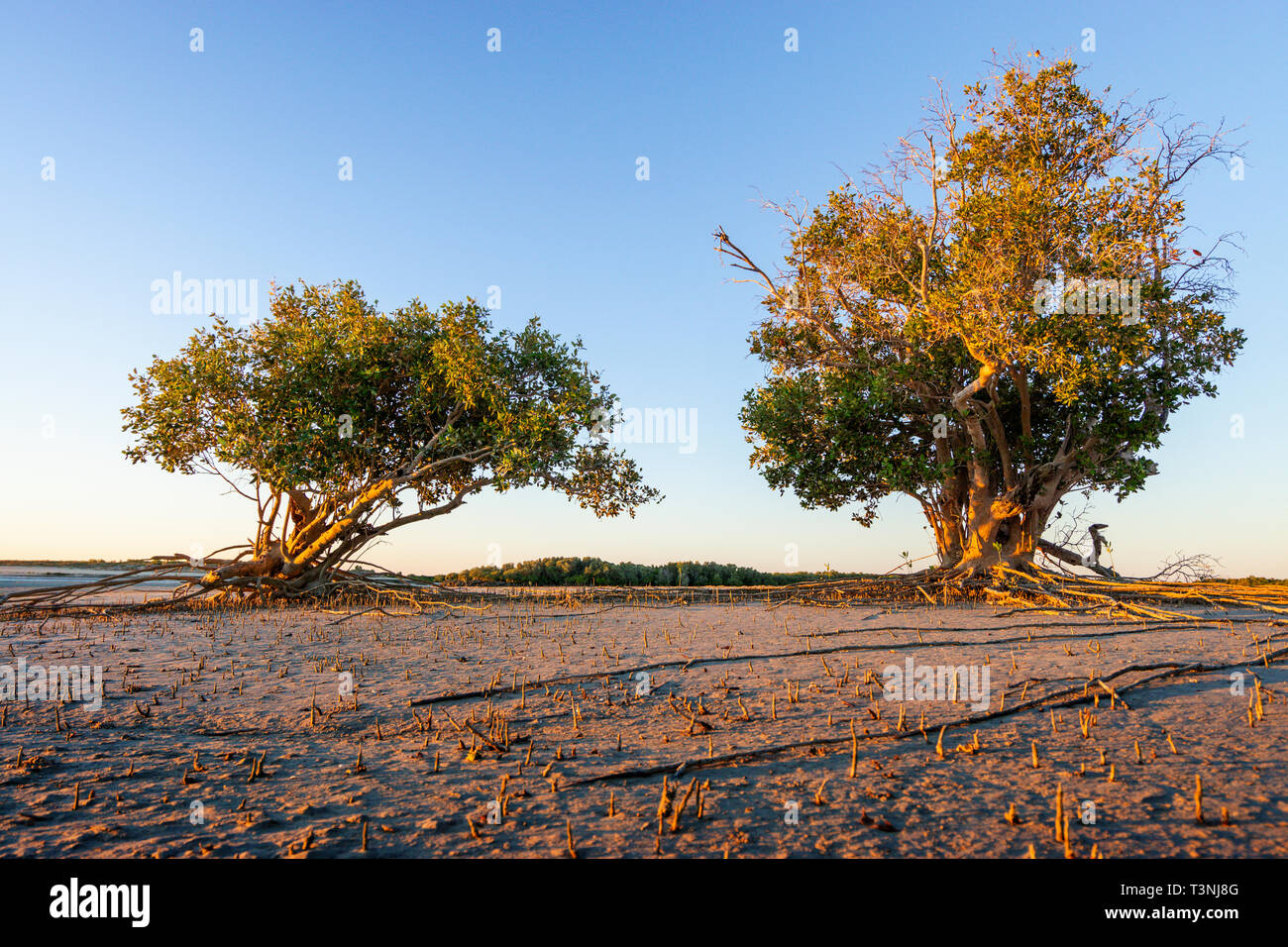 Mangrove stilt roots at low tide hi-res stock photography and images ...