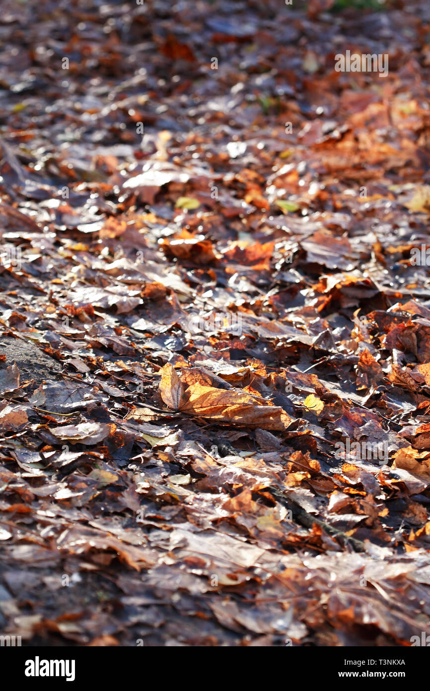 People walking under autumn leaves hi-res stock photography and images ...