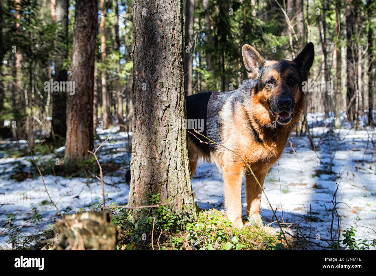 Dog German Shepherd in the forest in a day of an early spring Stock ...