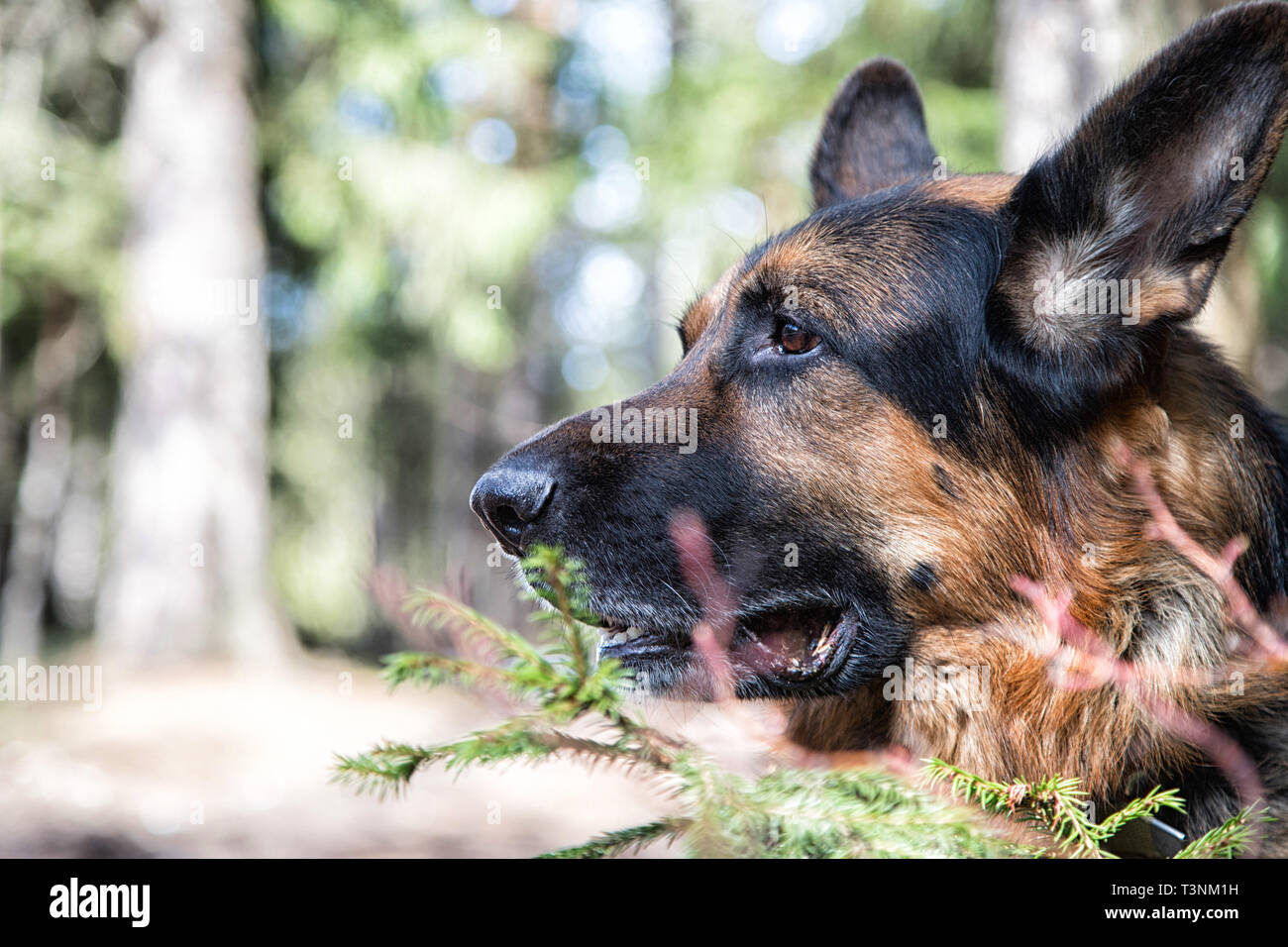 Dog German Shepherd in the forest in a day of an early spring Stock ...