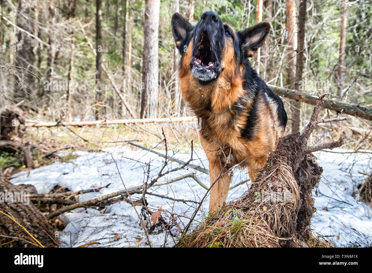 German shepherd dog in early hi-res stock photography and images - Alamy