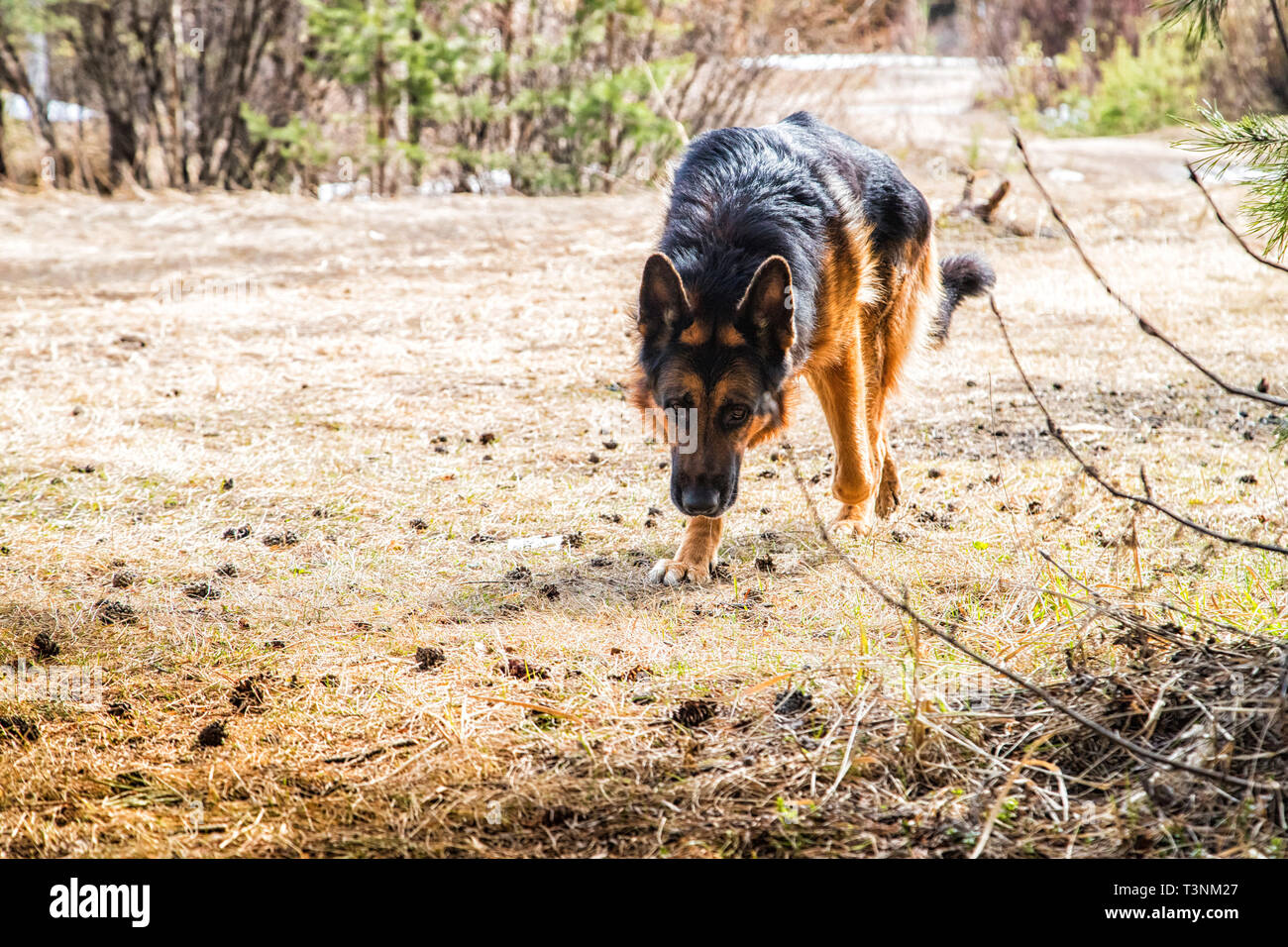 Dog German Shepherd in the forest in a day of an early spring Stock ...