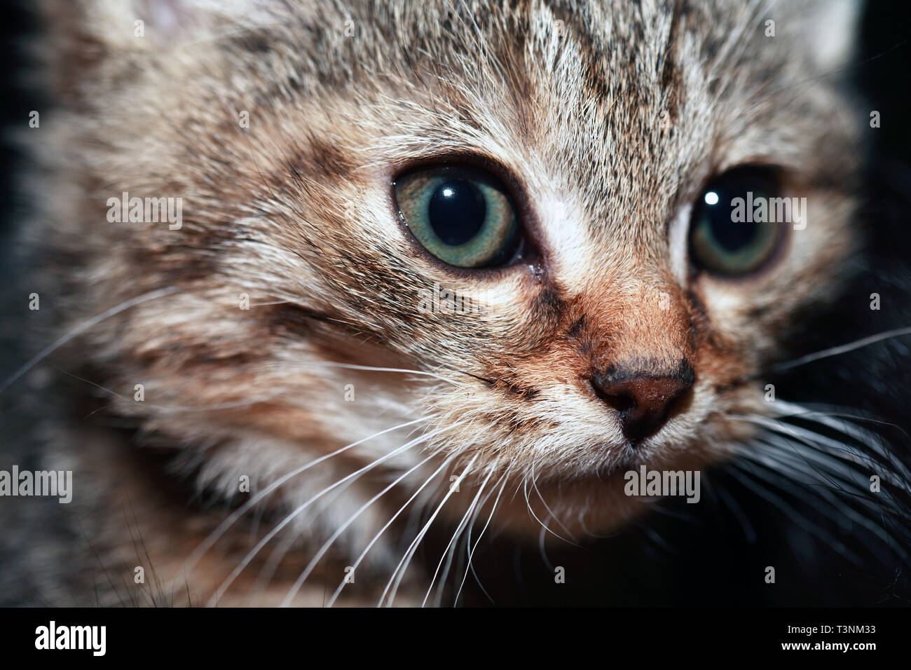 Nice small kitty portrait against dark background Stock Photo - Alamy