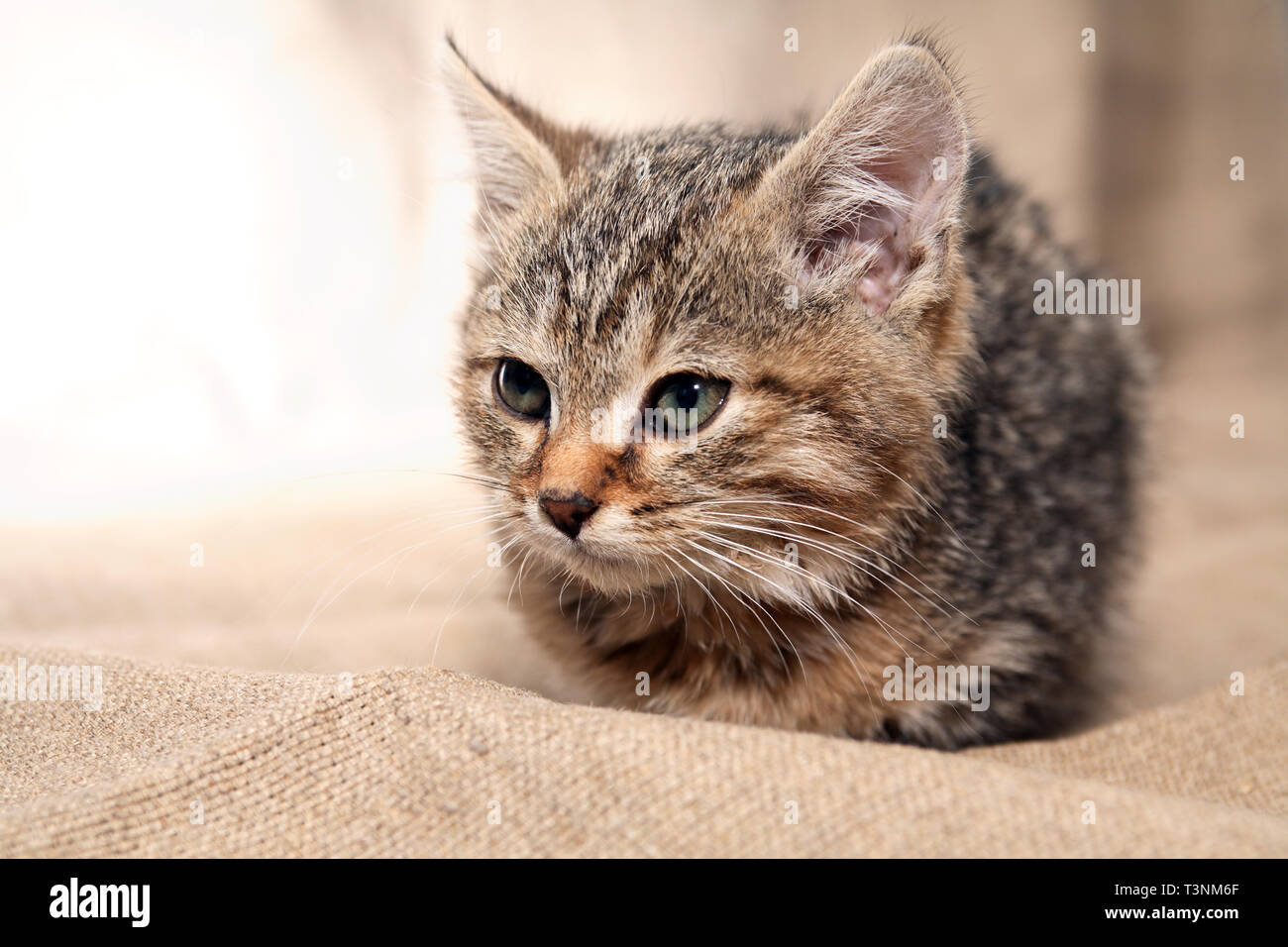 Kitty portrait. Closeup of nice small gray kitty face Stock Photo - Alamy