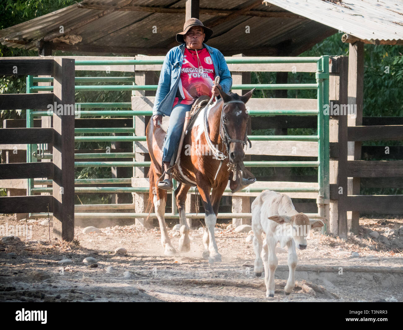 February 8, 2019 - Finca El ParaÃ-So/Yopal, Casanare, Colombia - A ...