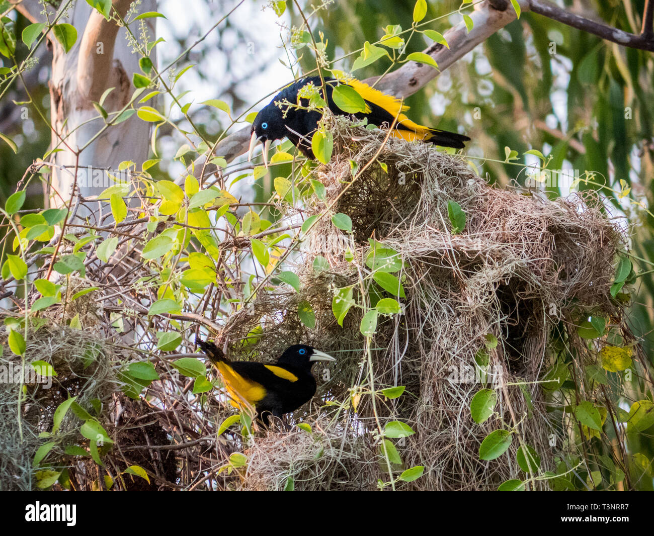Colombian birds hi-res stock photography and images - Alamy