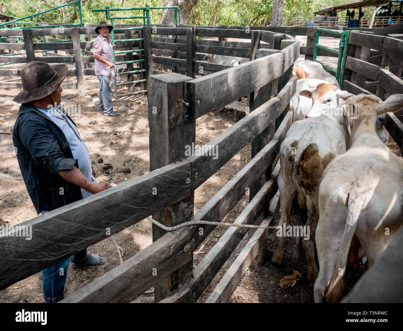 Cattle farm colombia hi-res stock photography and images - Alamy