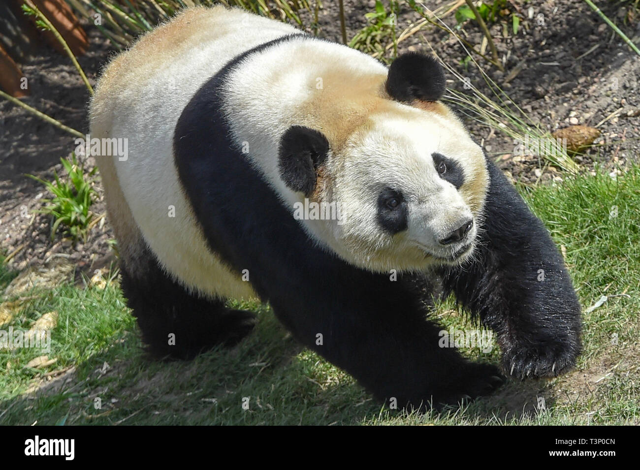 Copenhagen, Denmark. 10th Apr, 2019. Mao Sun is seen at the Copenhagen ...