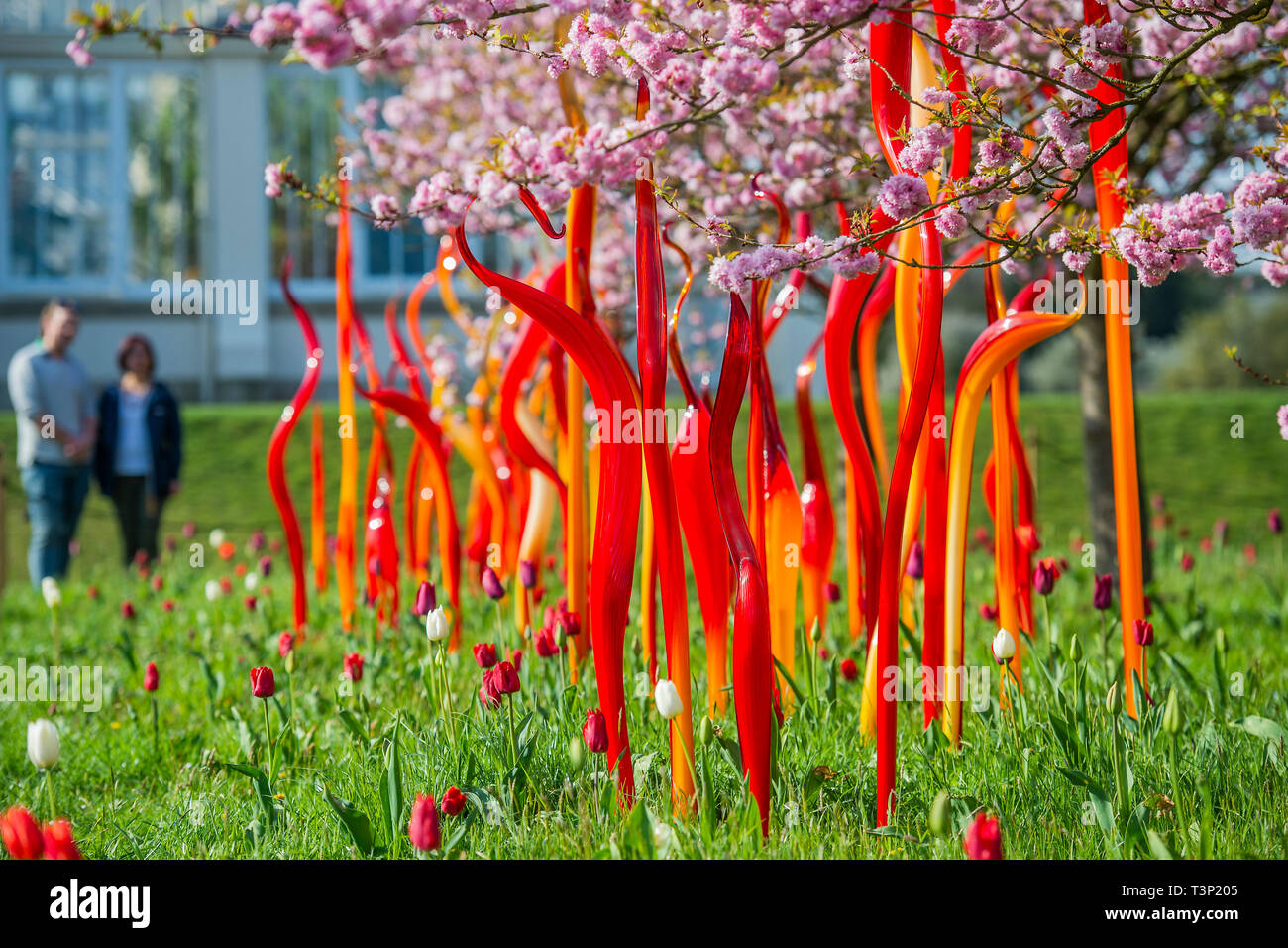Copper birch hi-res stock photography and images - Alamy