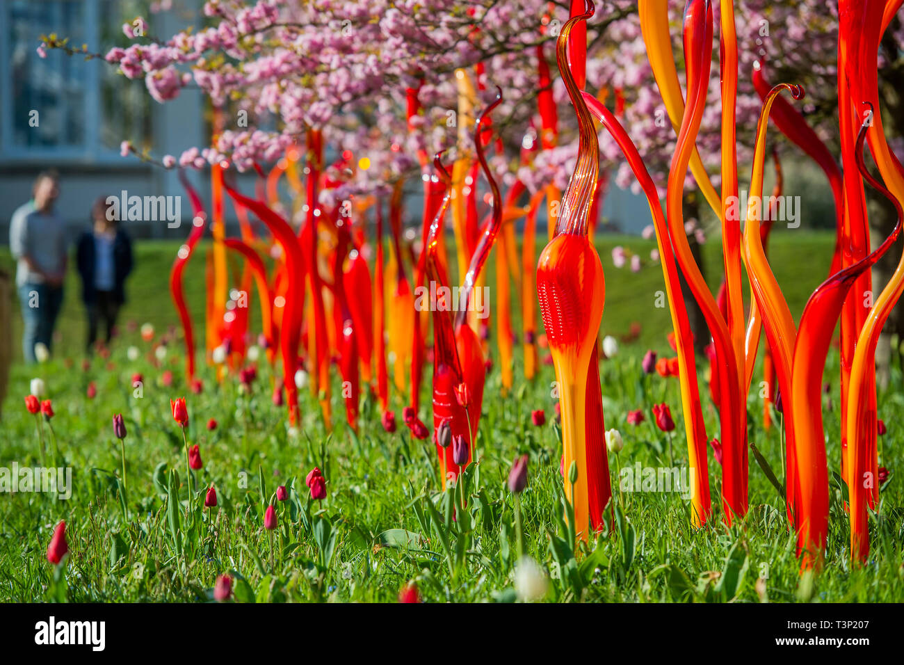 Copper birch hi-res stock photography and images - Alamy
