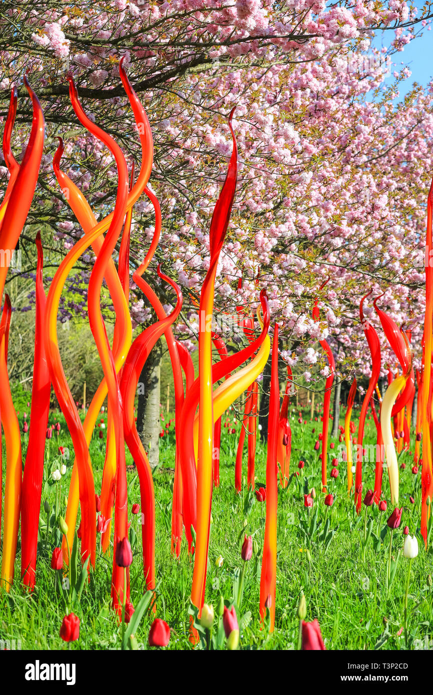 Copper birch hi-res stock photography and images - Alamy