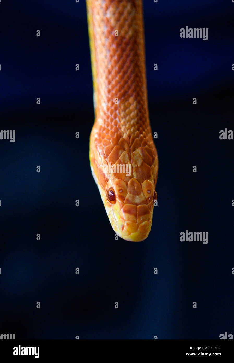 Leiferde, Germany. 11th Apr, 2019. An employee of the Nabu Species ...