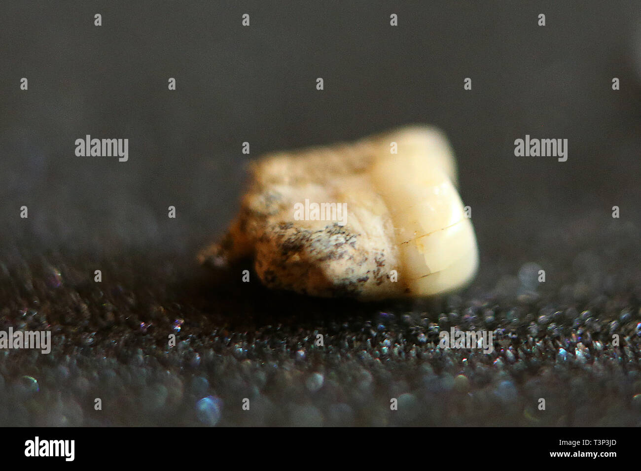 Homo luzonensis fossils hi-res stock photography and images - Alamy