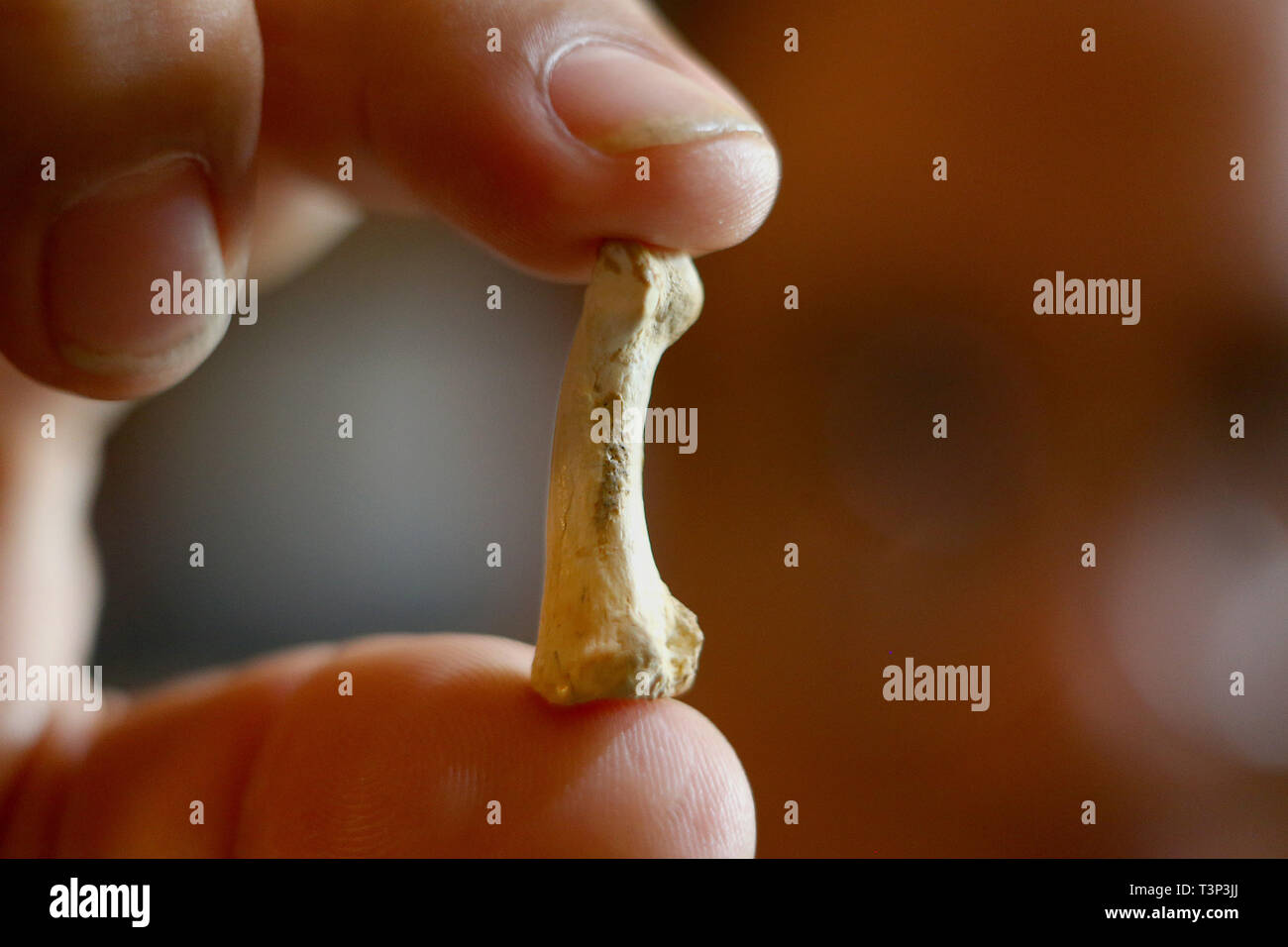 Homo luzonensis hi-res stock photography and images - Alamy