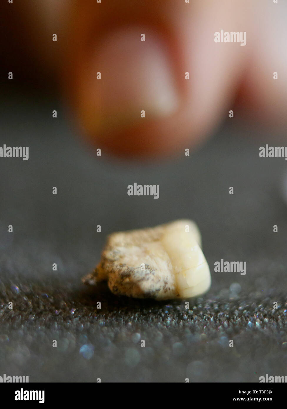 Homo luzonensis hi-res stock photography and images - Alamy
