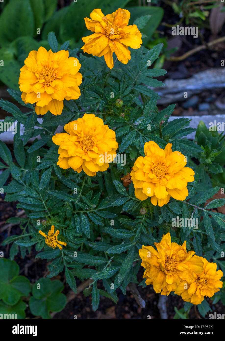 Golden marigold flowers isolated against dark green foliage image with ...