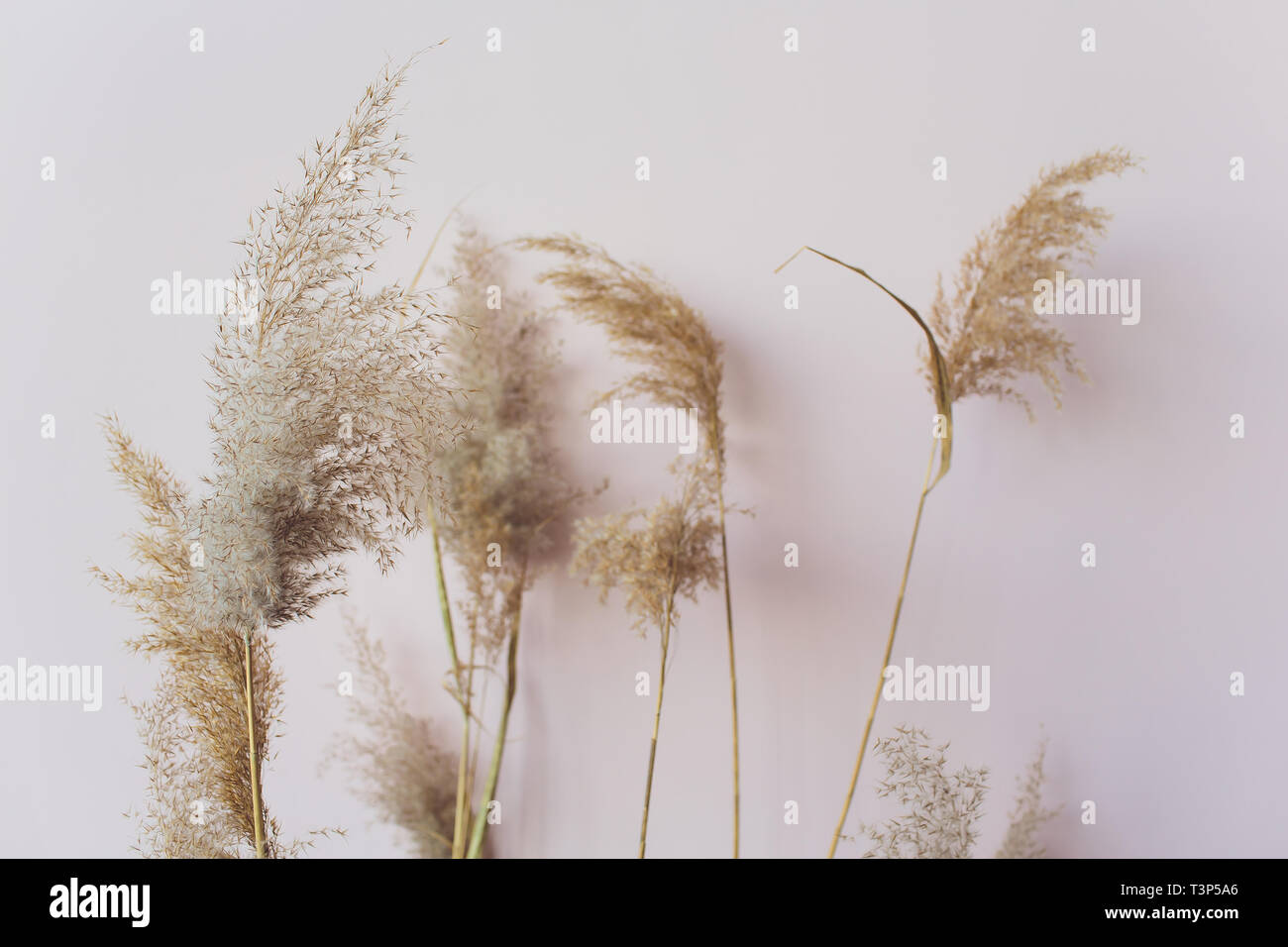 Common reed Phragmites australis seed heads dried Stock Photo - Alamy
