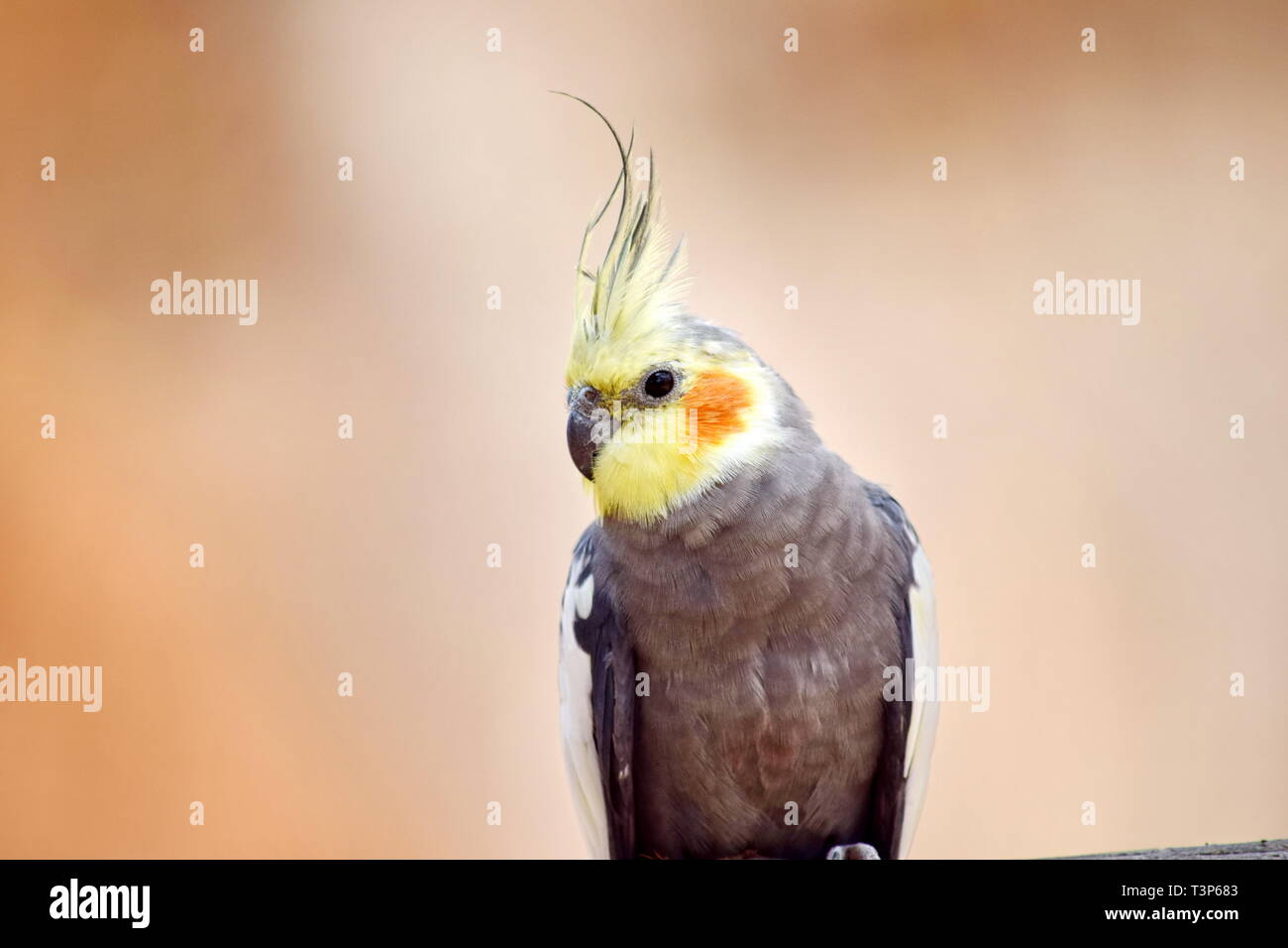 Grey cockatiel hi-res stock photography and images - Alamy