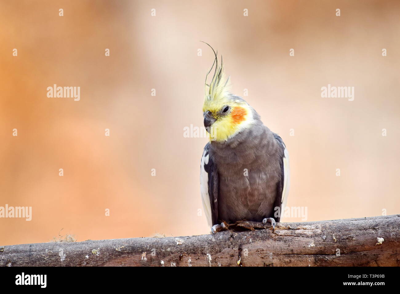 Grey cockatiel hi-res stock photography and images - Alamy