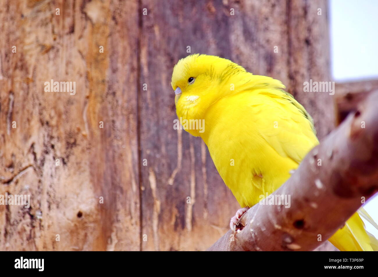 Yellow parakeet hi-res stock photography and images - Alamy