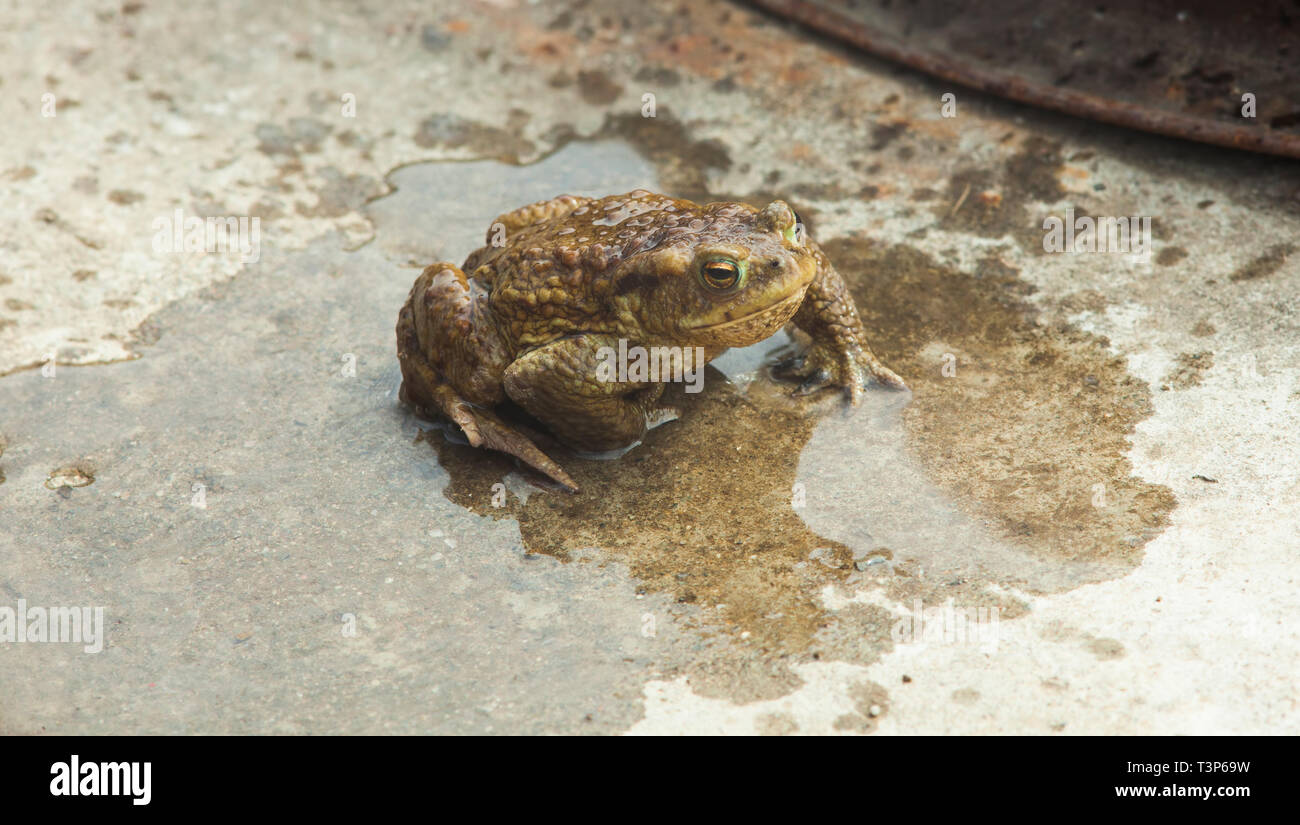 wet frog in the nature Stock Photo - Alamy