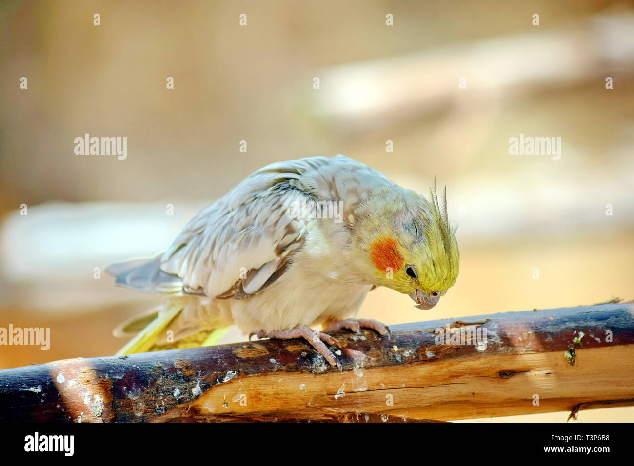 White Cockatiel Nymphicus Hollandicuson Sitting on Branch Stock Photo ...