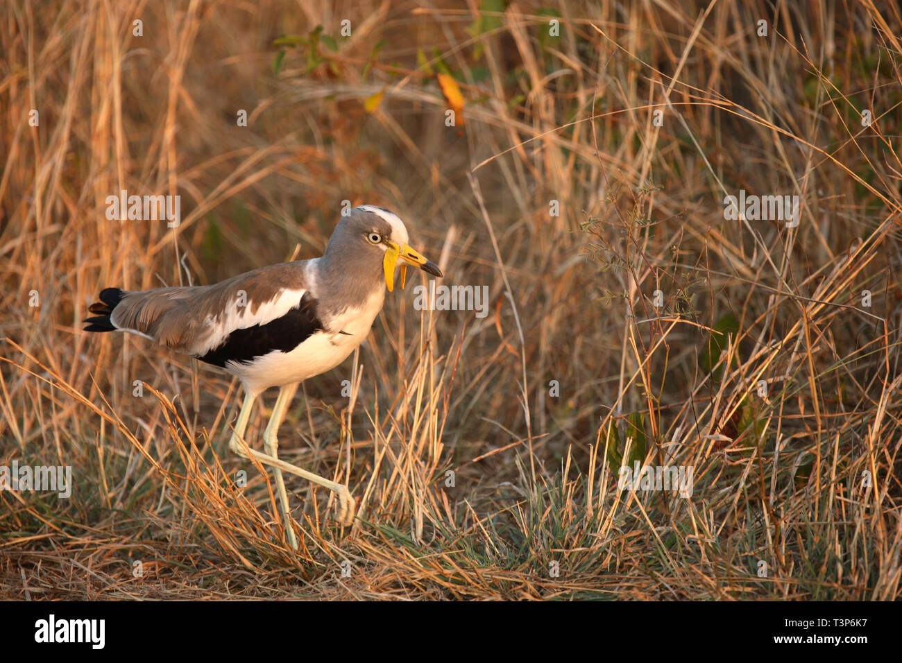 White crowned lapwings hi-res stock photography and images - Alamy