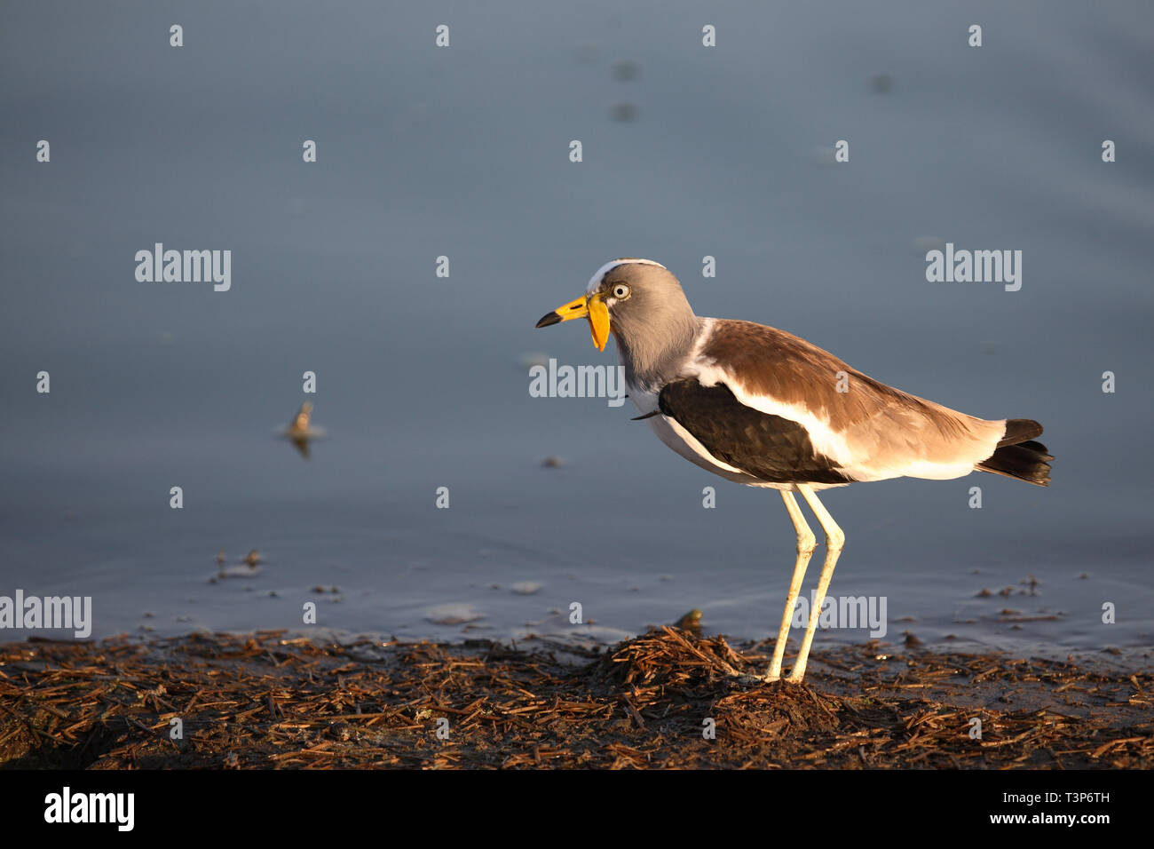 Weißscheitelkiebitz / White-crowned lapwing or White-headed Lapwing ...