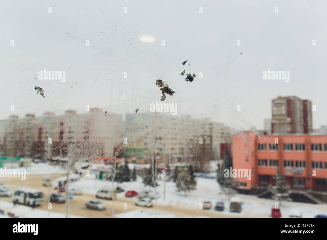 Bird window collision - The ghostly white print of the unfortunate bird ...