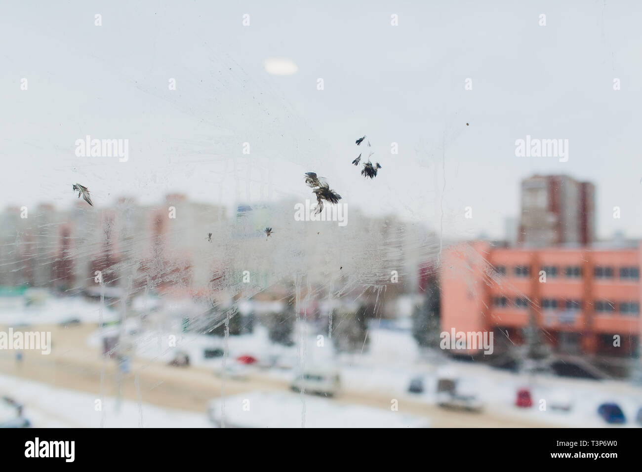 Bird window collision - The ghostly white print of the unfortunate bird ...
