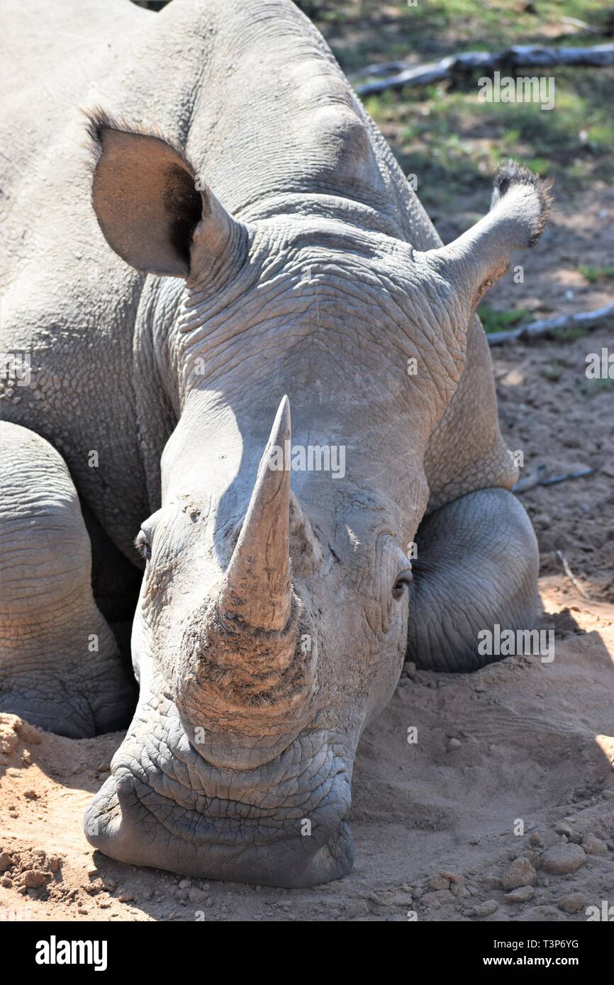 Rhino Font View looking sad lying with head on ground Stock Photo - Alamy