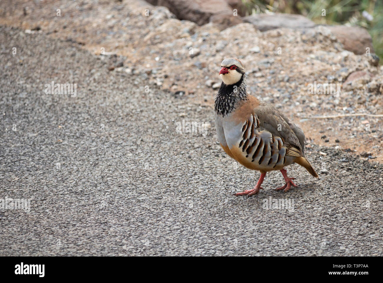 Red legged Partridge ( Alectoris rufa) on Gran Canaria, Canary Islands ...