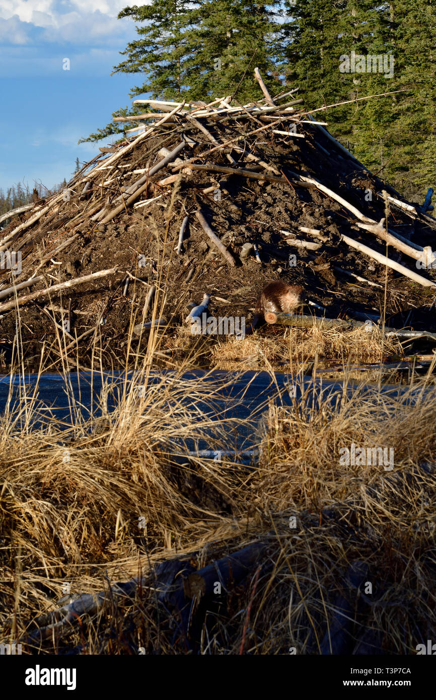 A vertical image of a beaver lodge taken in spring with a wild beaver ...