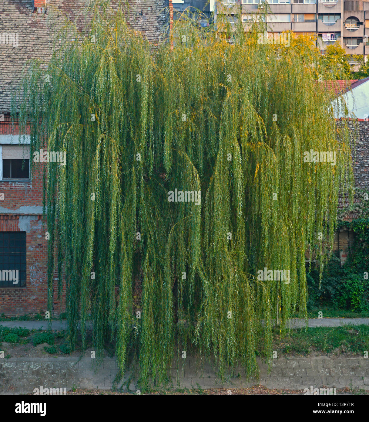 Large willow tree hi-res stock photography and images - Alamy