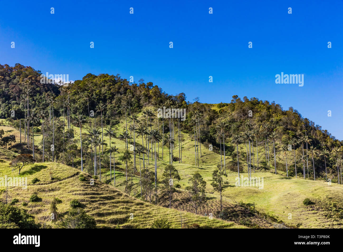 Bosque De Palma De Cera La Samaria near San Felix near Salamina Caldas ...