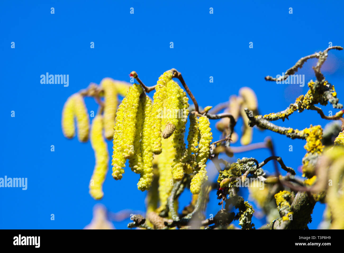 Bright shining Yellow catkins on crooked bare branches covered with ...