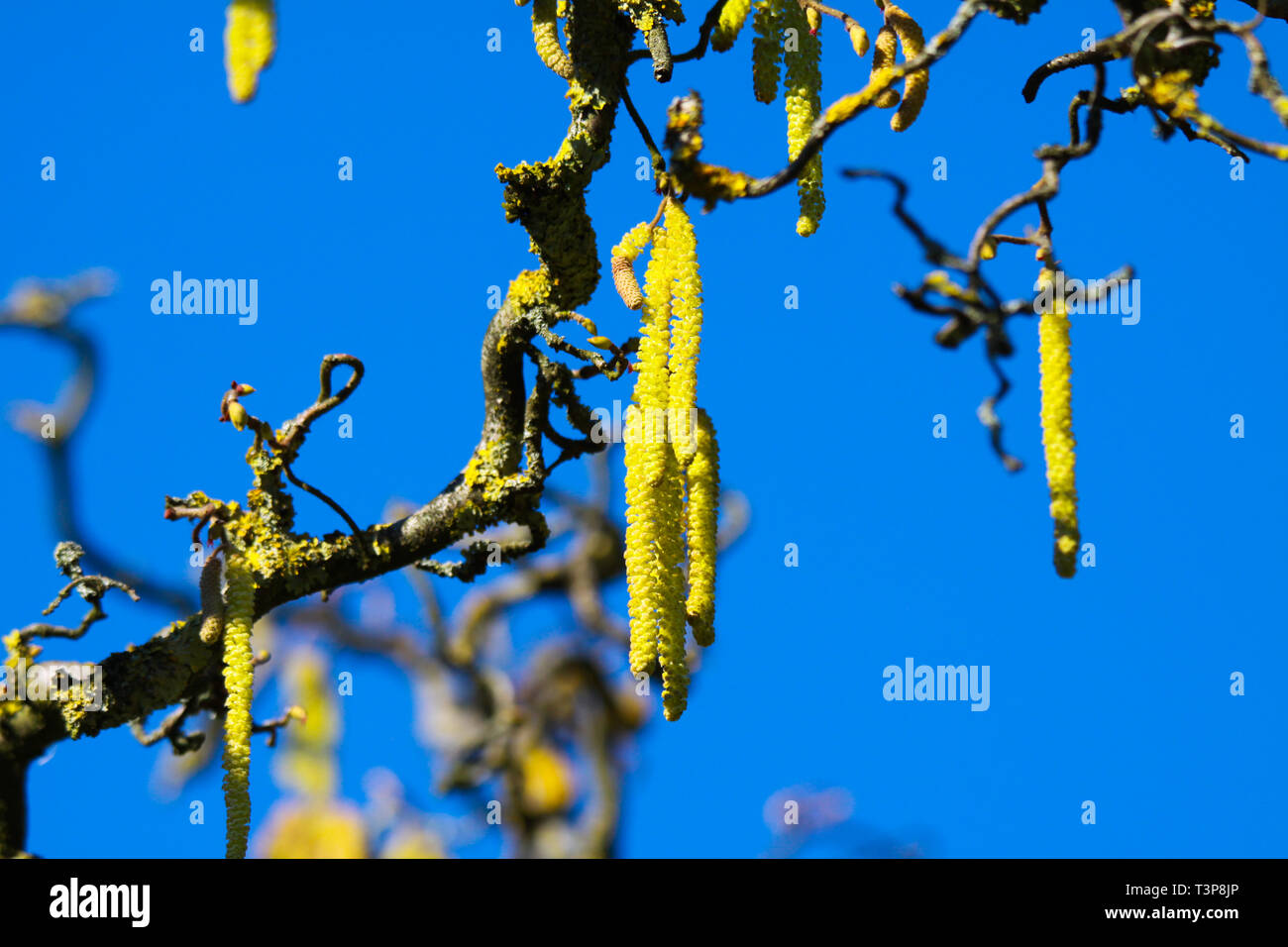 Bright shining Yellow catkins on crooked bare branches covered with ...