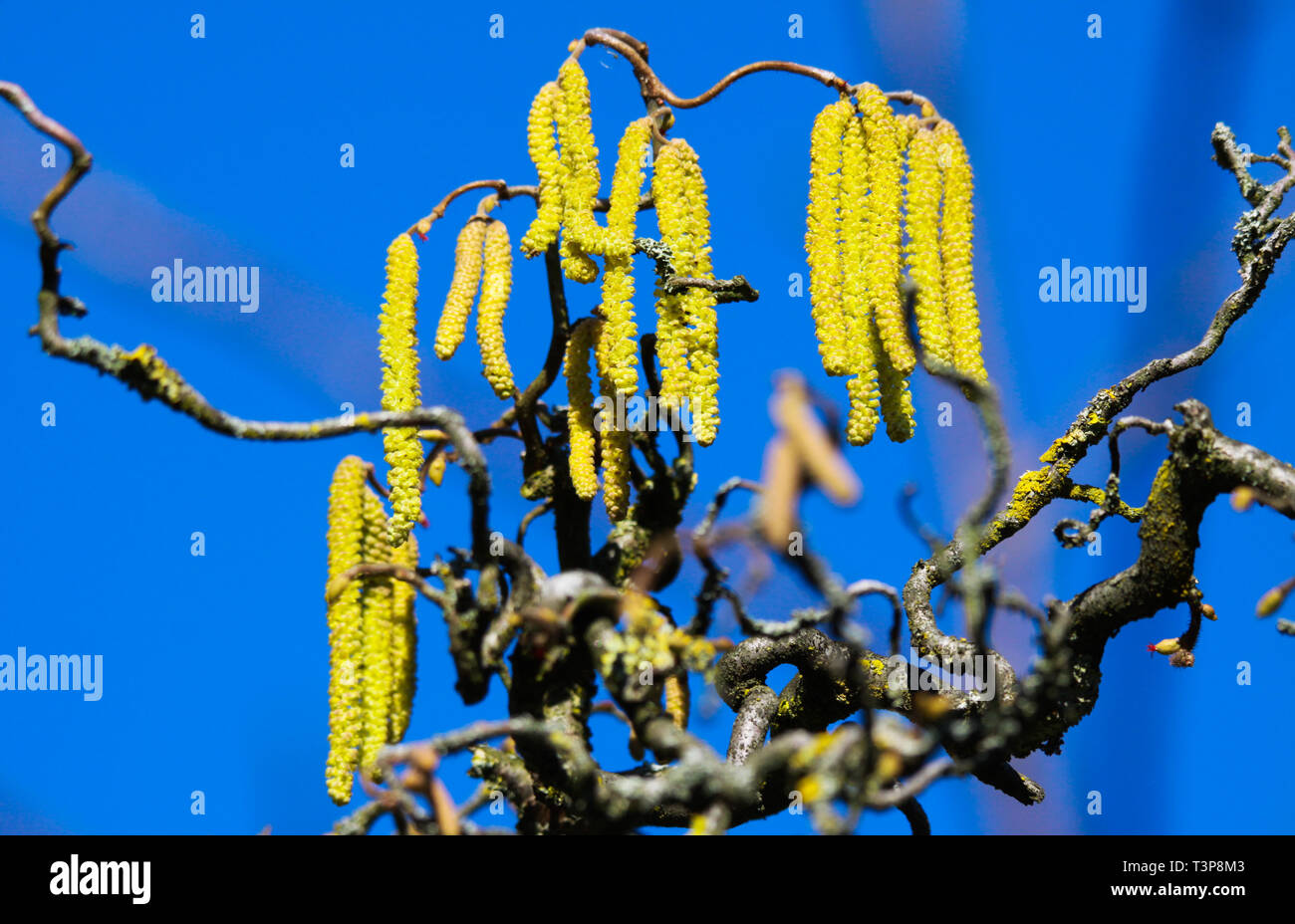 Bright shining Yellow catkins on crooked bare branches covered with ...