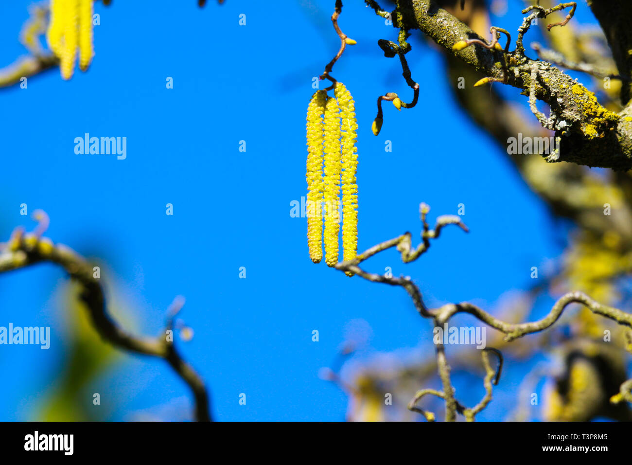 Bright shining Yellow catkins on crooked bare branches covered with ...