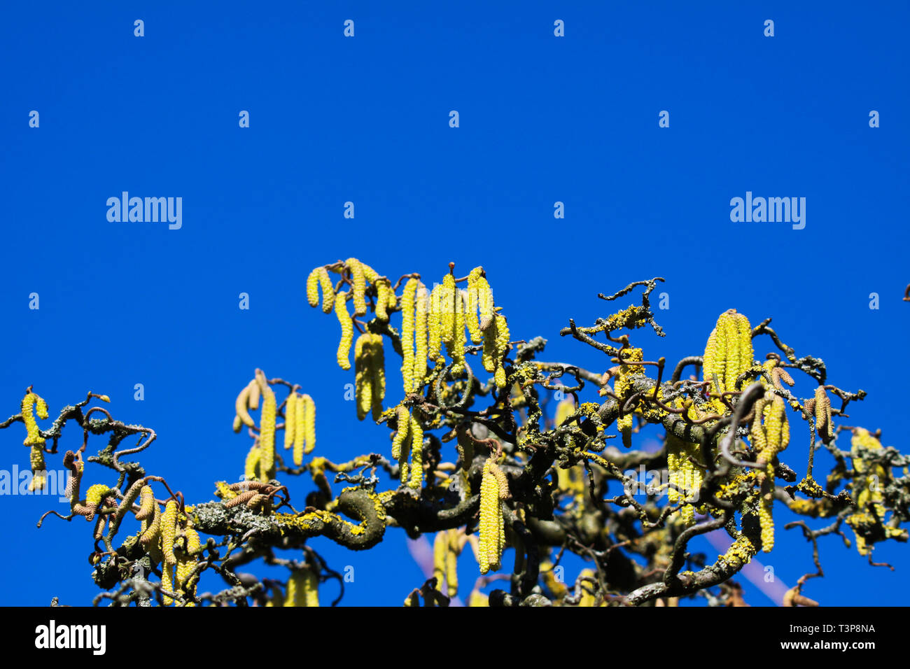 Bright shining Yellow catkins on crooked bare branches covered with ...