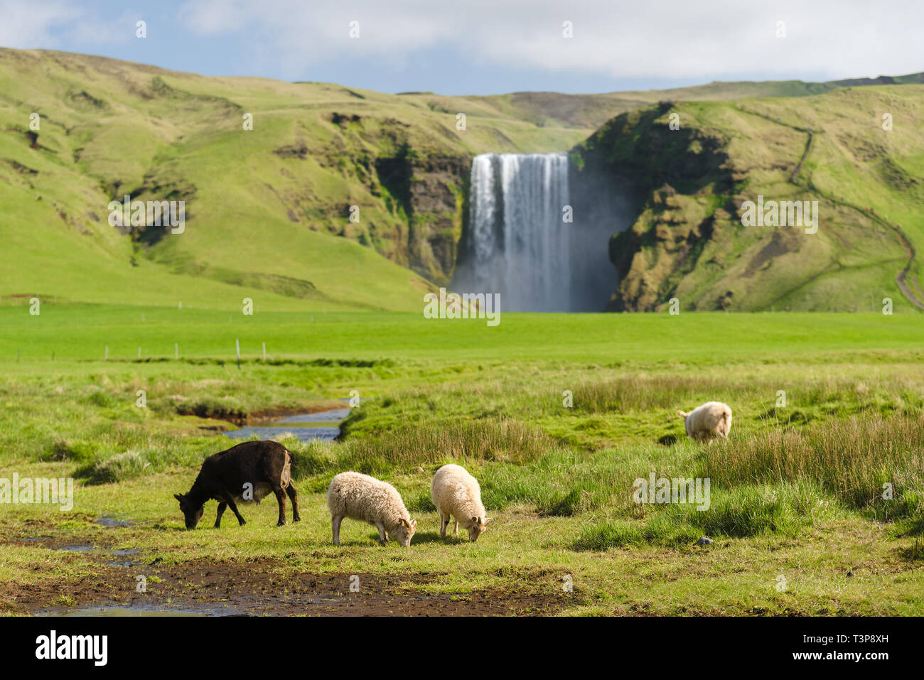 Spring sheep river hi-res stock photography and images - Alamy