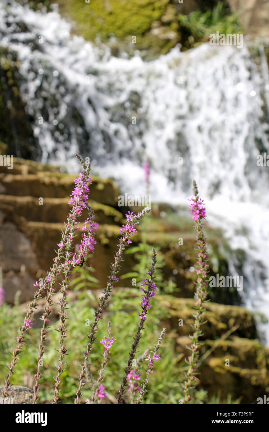 Beautiful little waterfall in forest as nature background Stock Photo ...