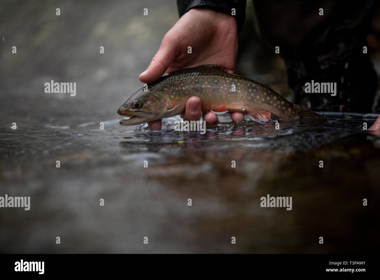 Brook trout hi-res stock photography and images - Alamy