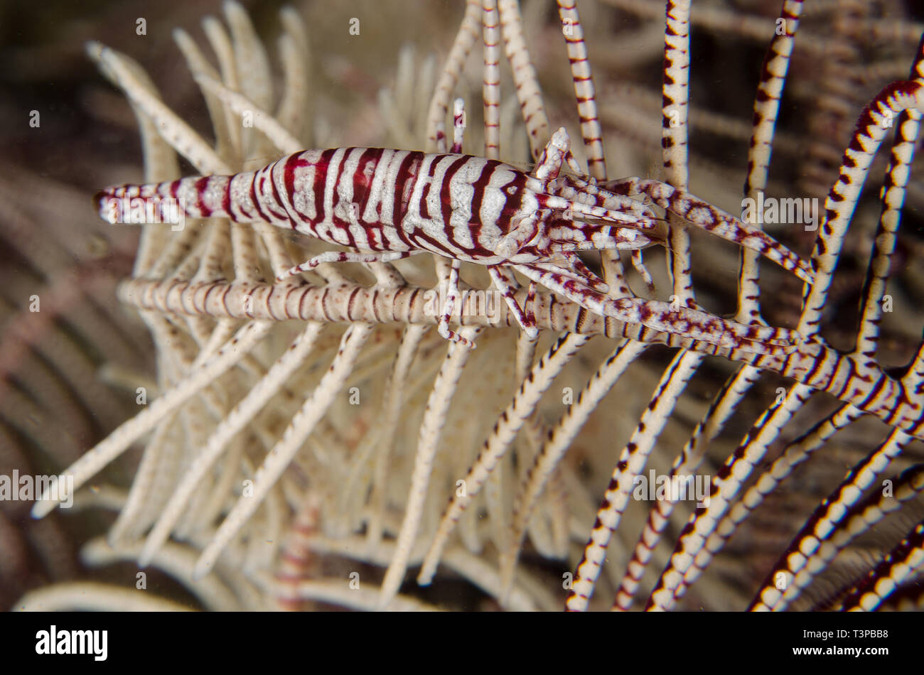 Leopard crinoid shrimp, Laomenes pardus, Palaemonidae, Aniilao ...