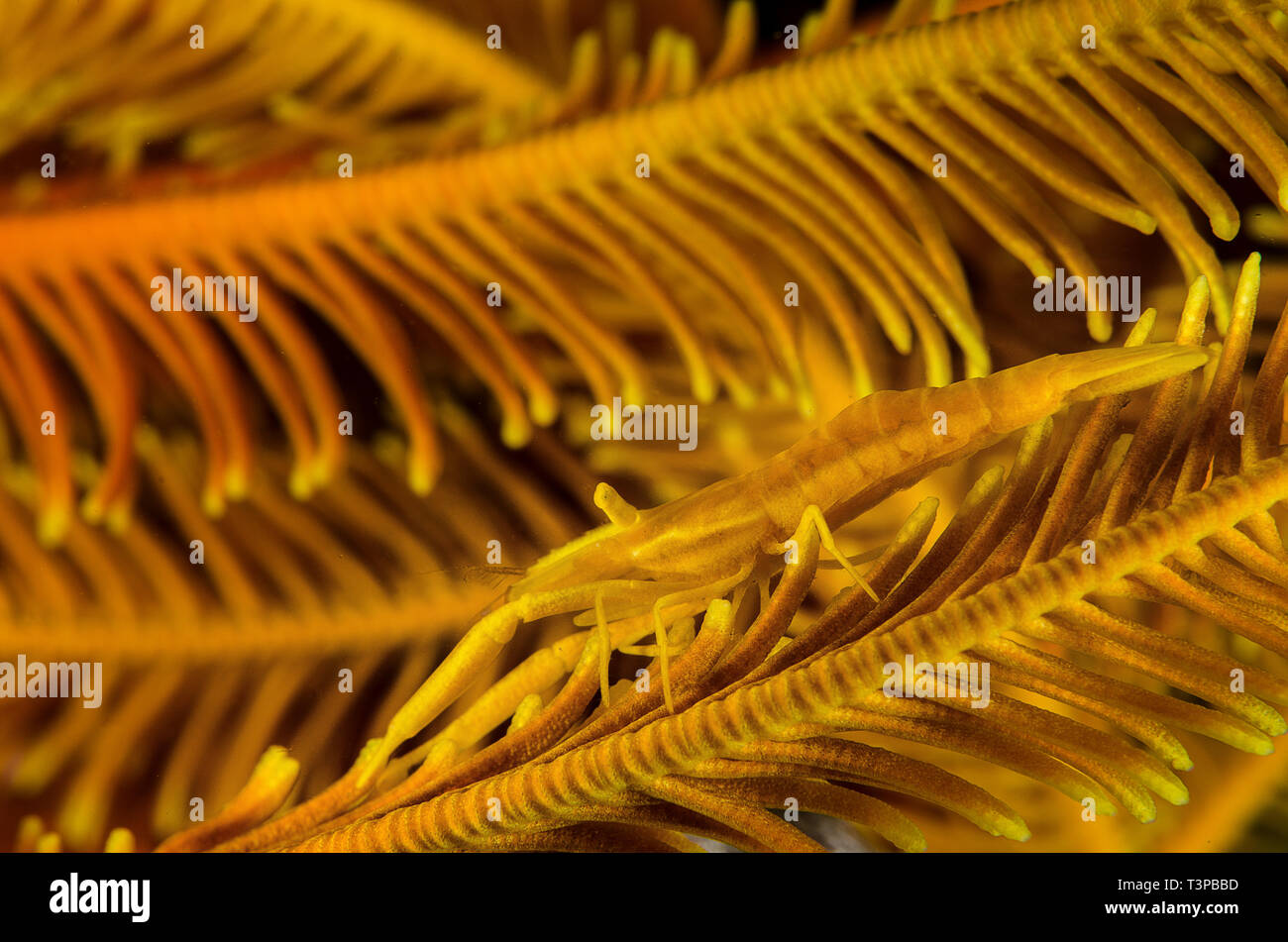 Ambon Crinoid Shrimp, Laomenes amboinensis, Palaemonidae, Aniilao ...
