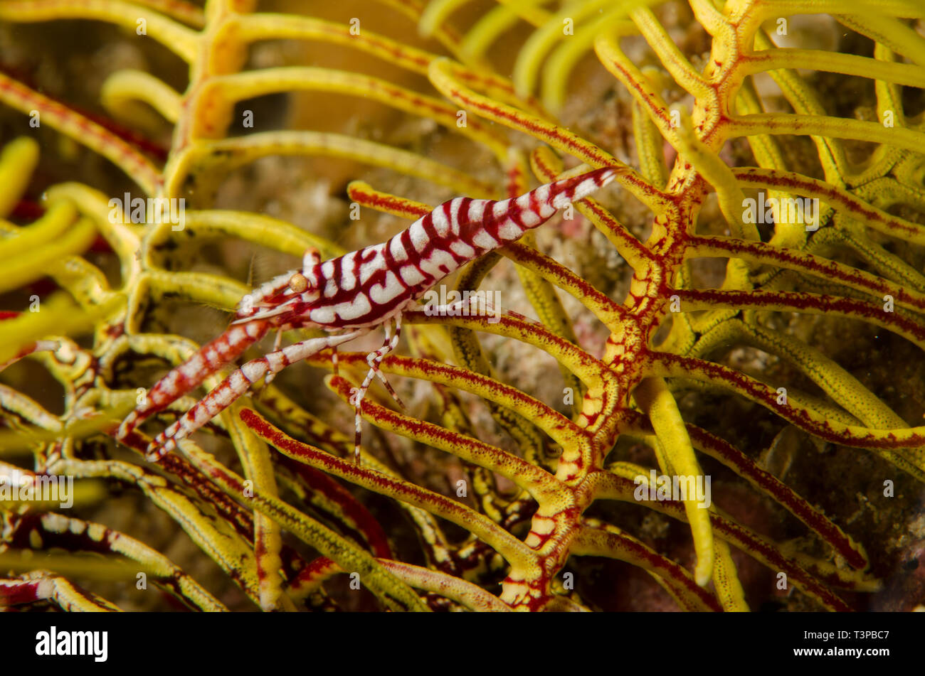 Leopard crinoid shrimp, Laomenes pardus, Palaemonidae, Aniilao ...