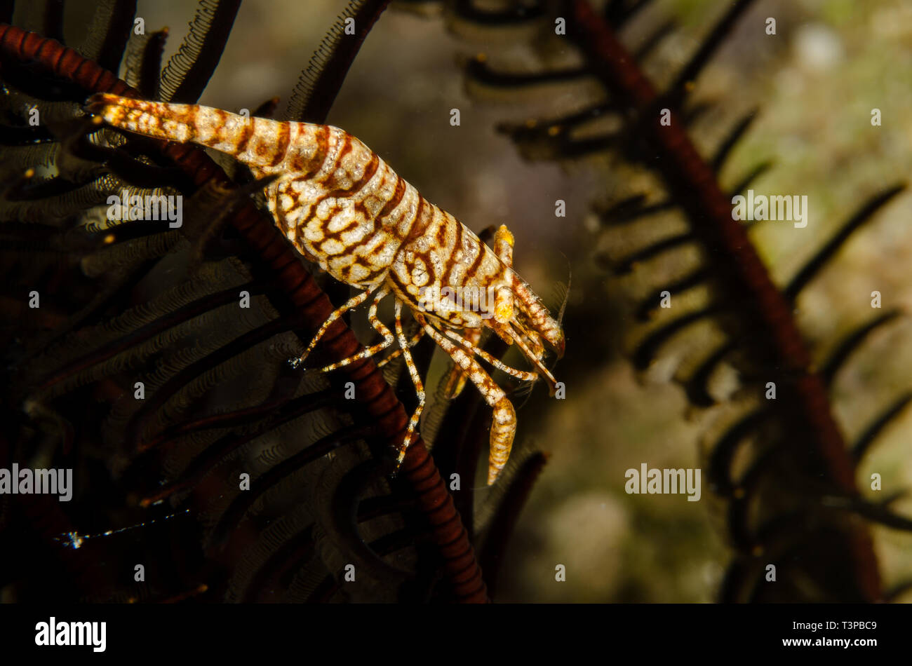 Leopard crinoid shrimp, Laomenes pardus, Palaemonidae, Aniilao ...