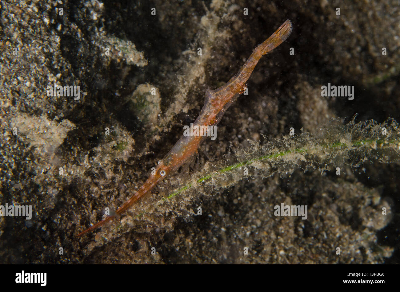 Ocellated Tozeuma shrimps, Tozeuma lanceolatum, Hippolytidae, Anilao ...